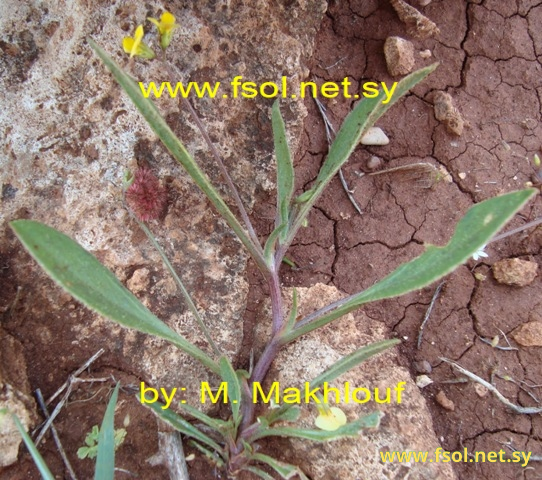 Flora Syria On Line